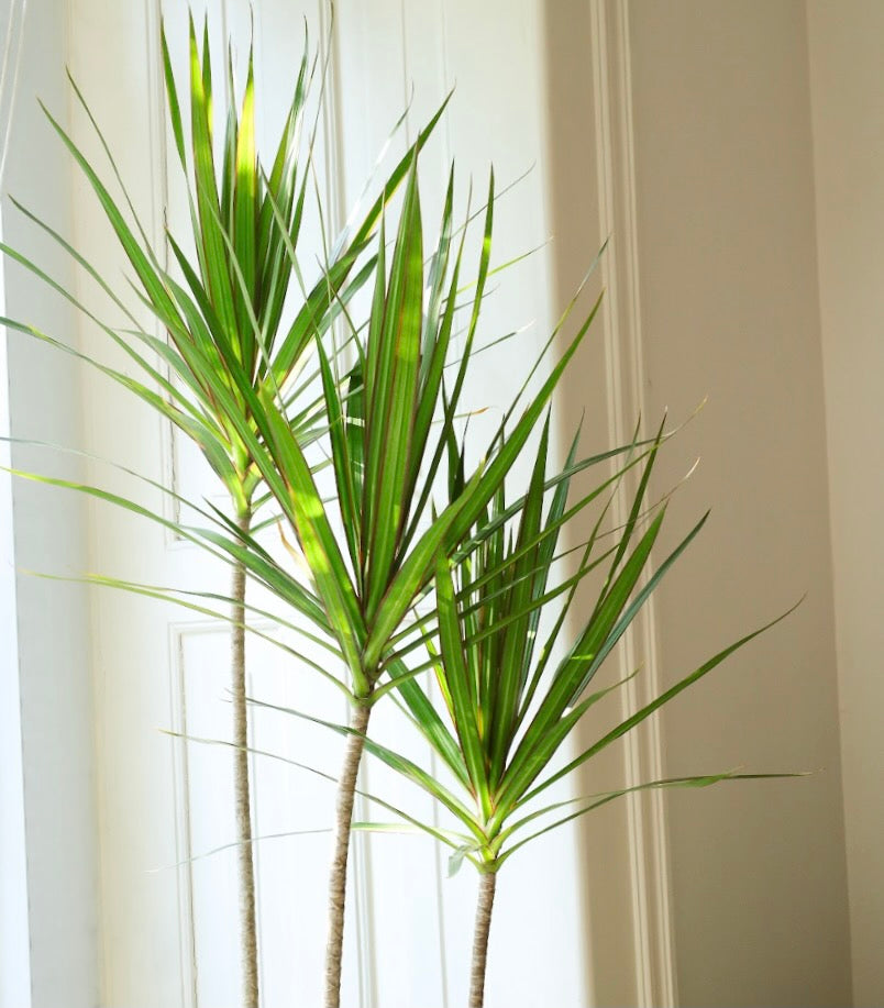 Plantas de Sol directo - Transforma tu terraza con Monstera Folks