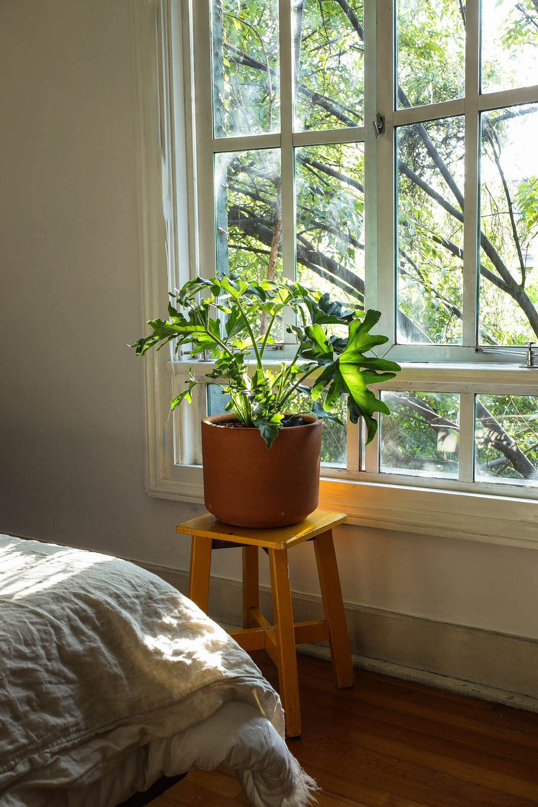 Plantas de Sol directo - Transforma tu terraza con Monstera Folks – Page 2