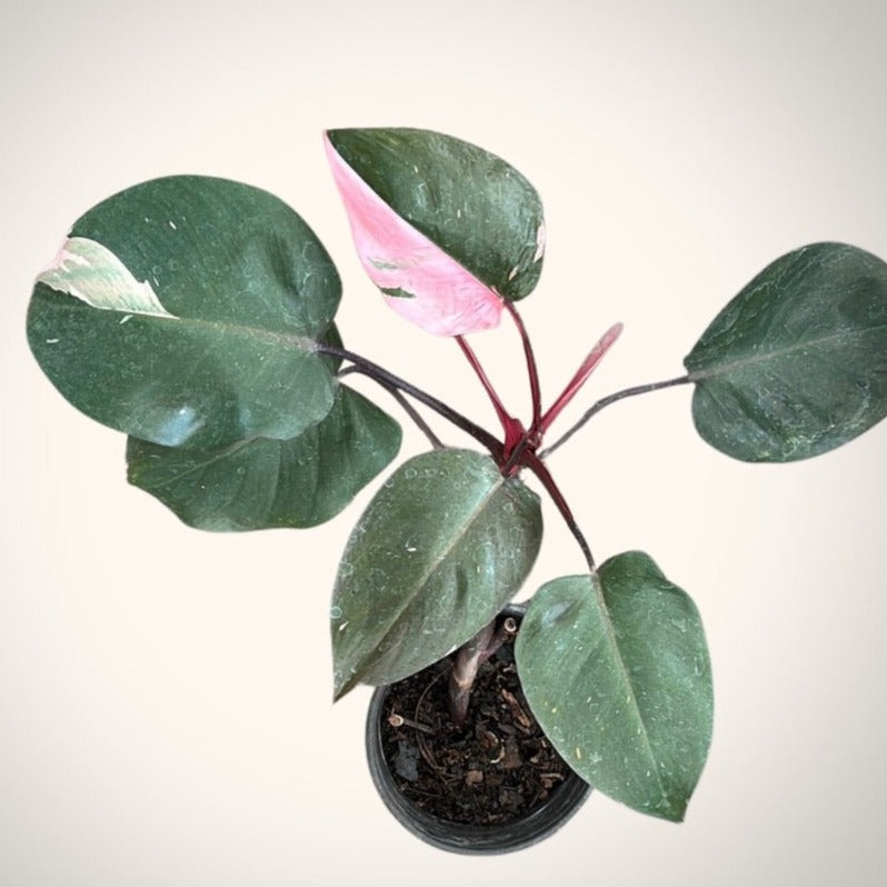 Philodendron Pink Princess – Monstera Folks