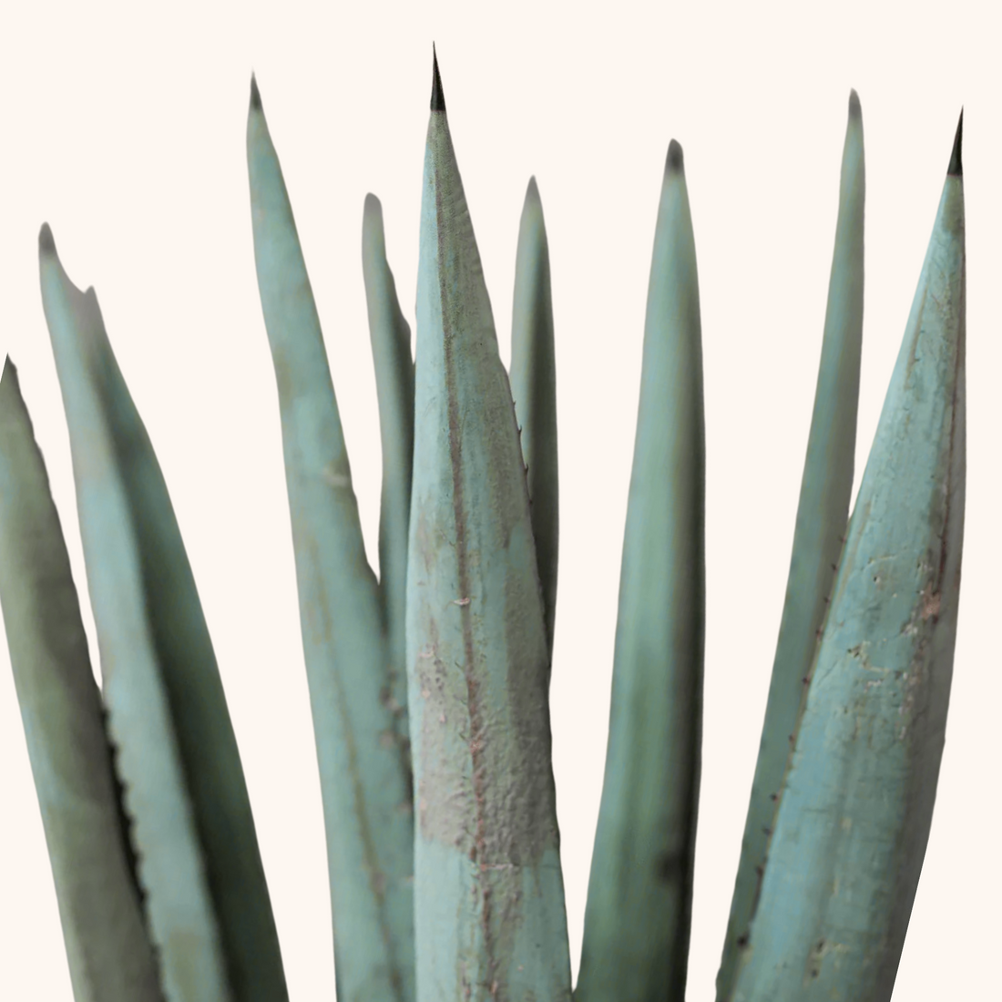 Agave Azul – Monstera Folks