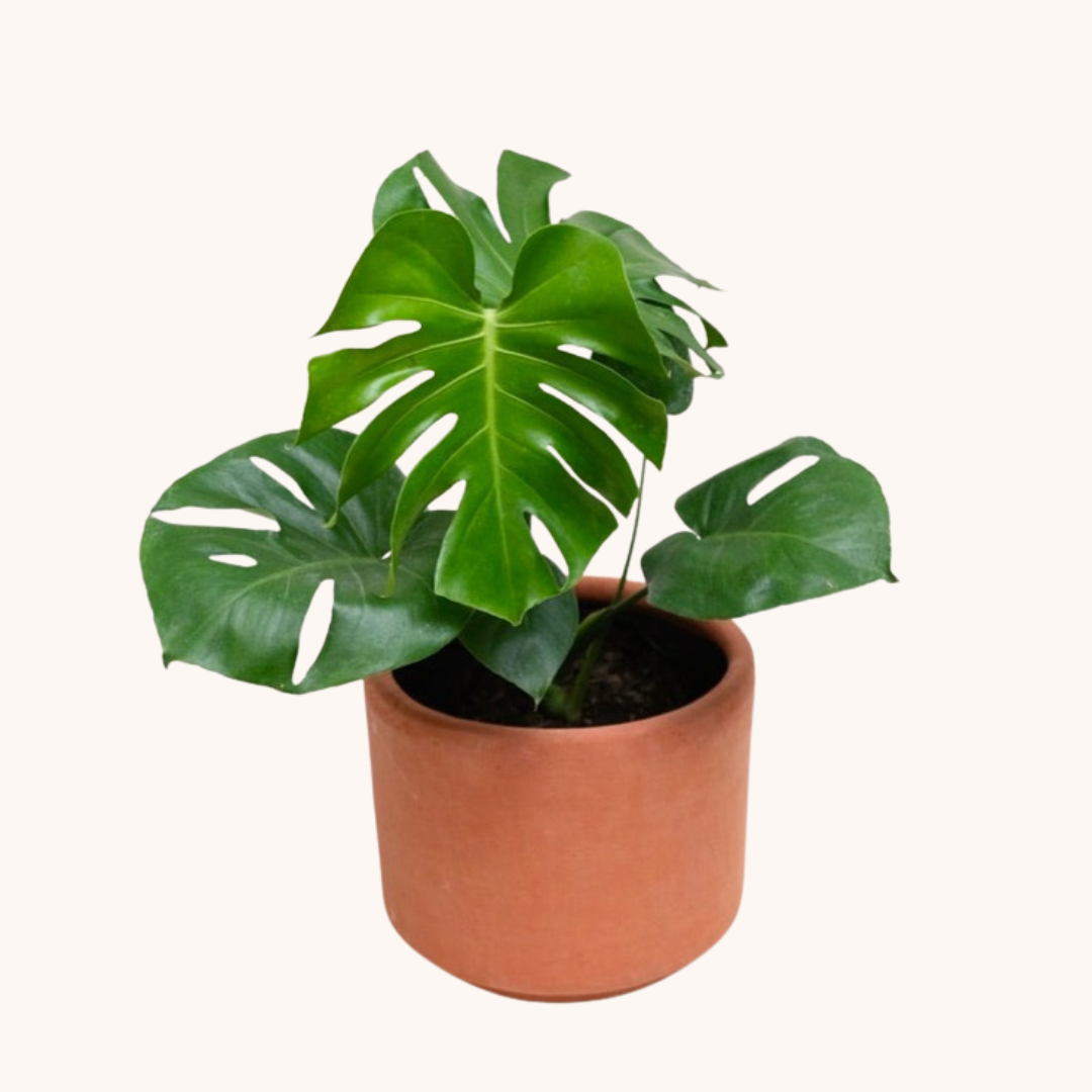 Monstera Deliciosa o Costilla de Adán - Monstera Folks - Envío CDMX