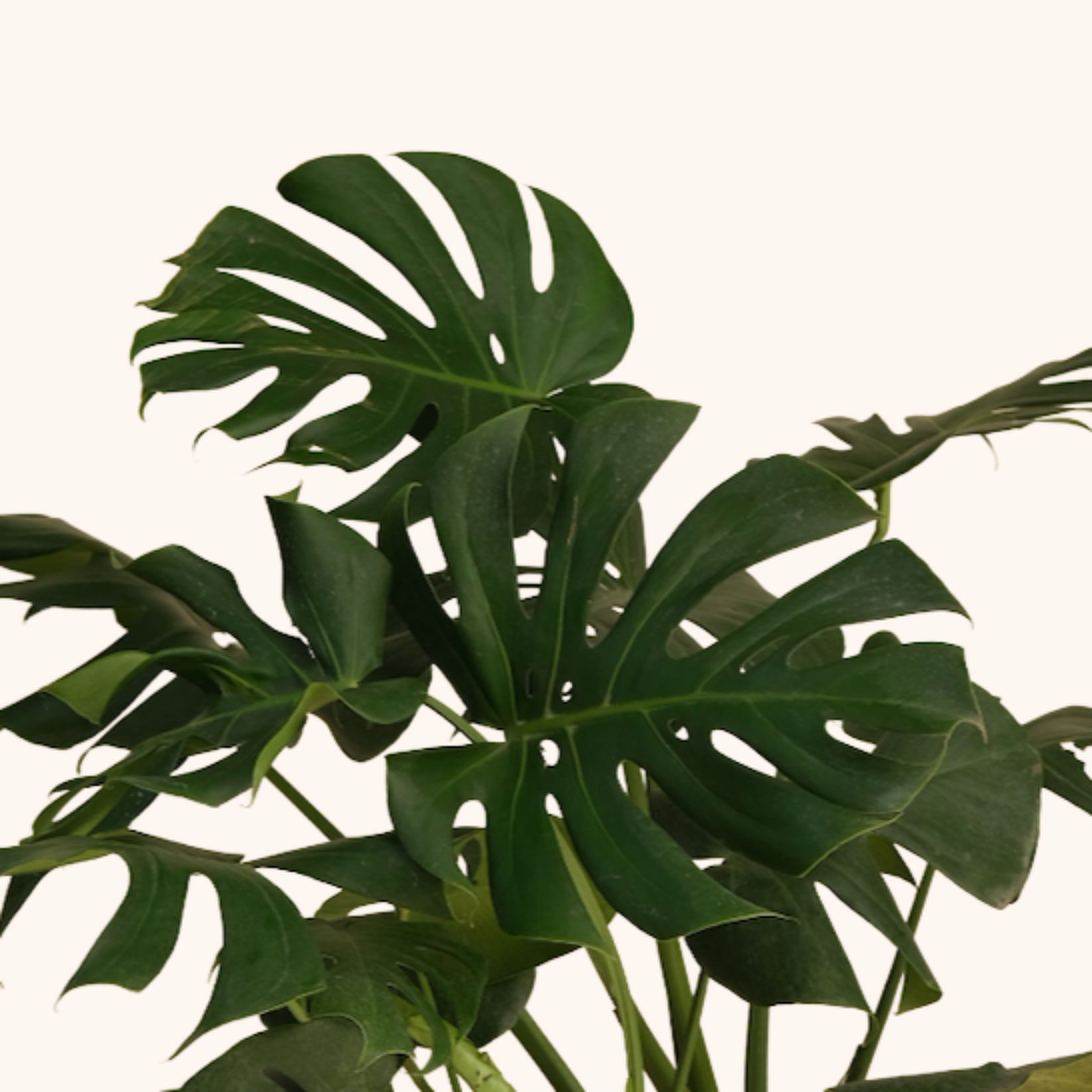 Monstera Deliciosa o Costilla de Adán - Monstera Folks - Envío CDMX