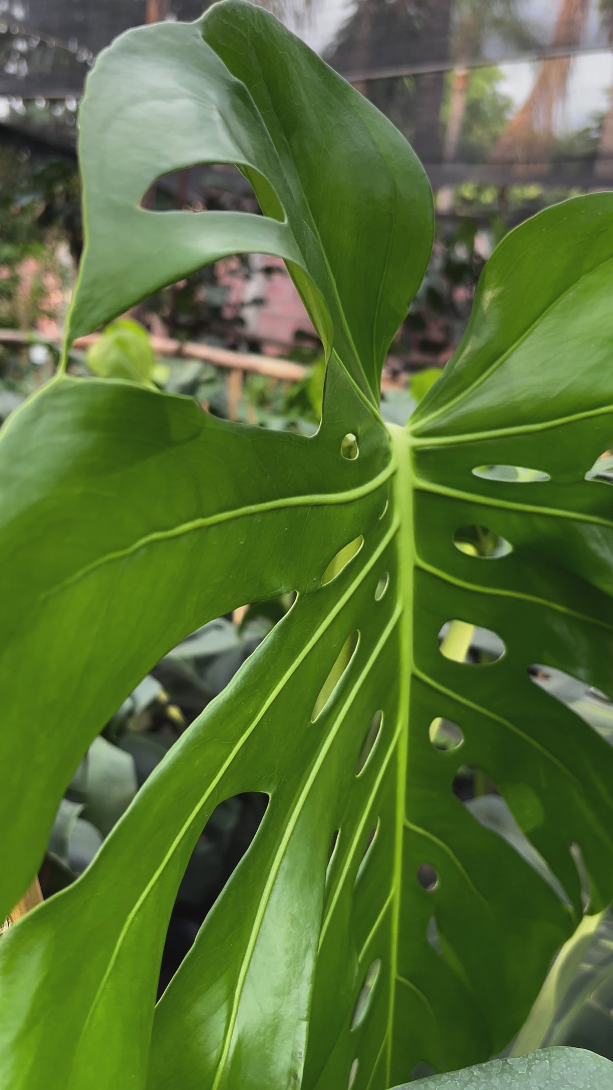 Monstera Deliciosa o Costilla de Adán - Monstera Folks - Envío CDMX