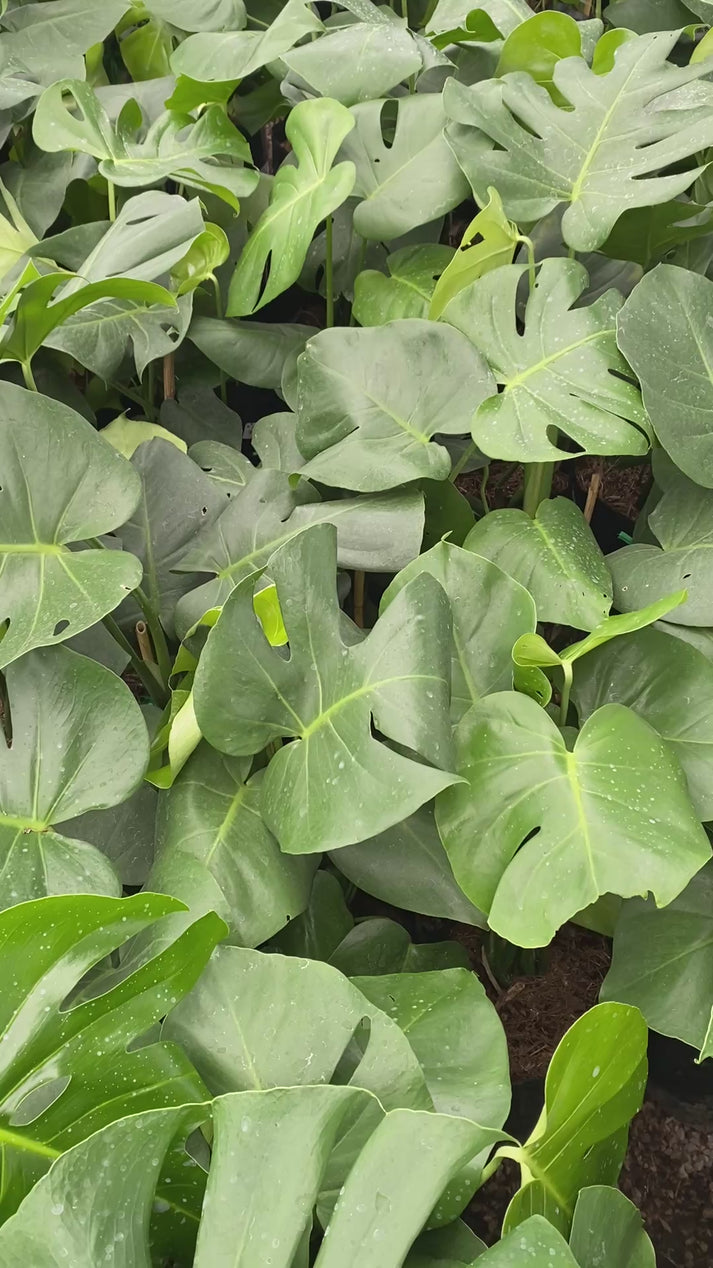 Monstera Deliciosa o Costilla de Adán - Monstera Folks - Envío CDMX